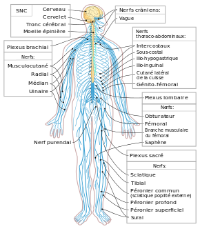 nervous_system_diagram-fr-svg - Chizen